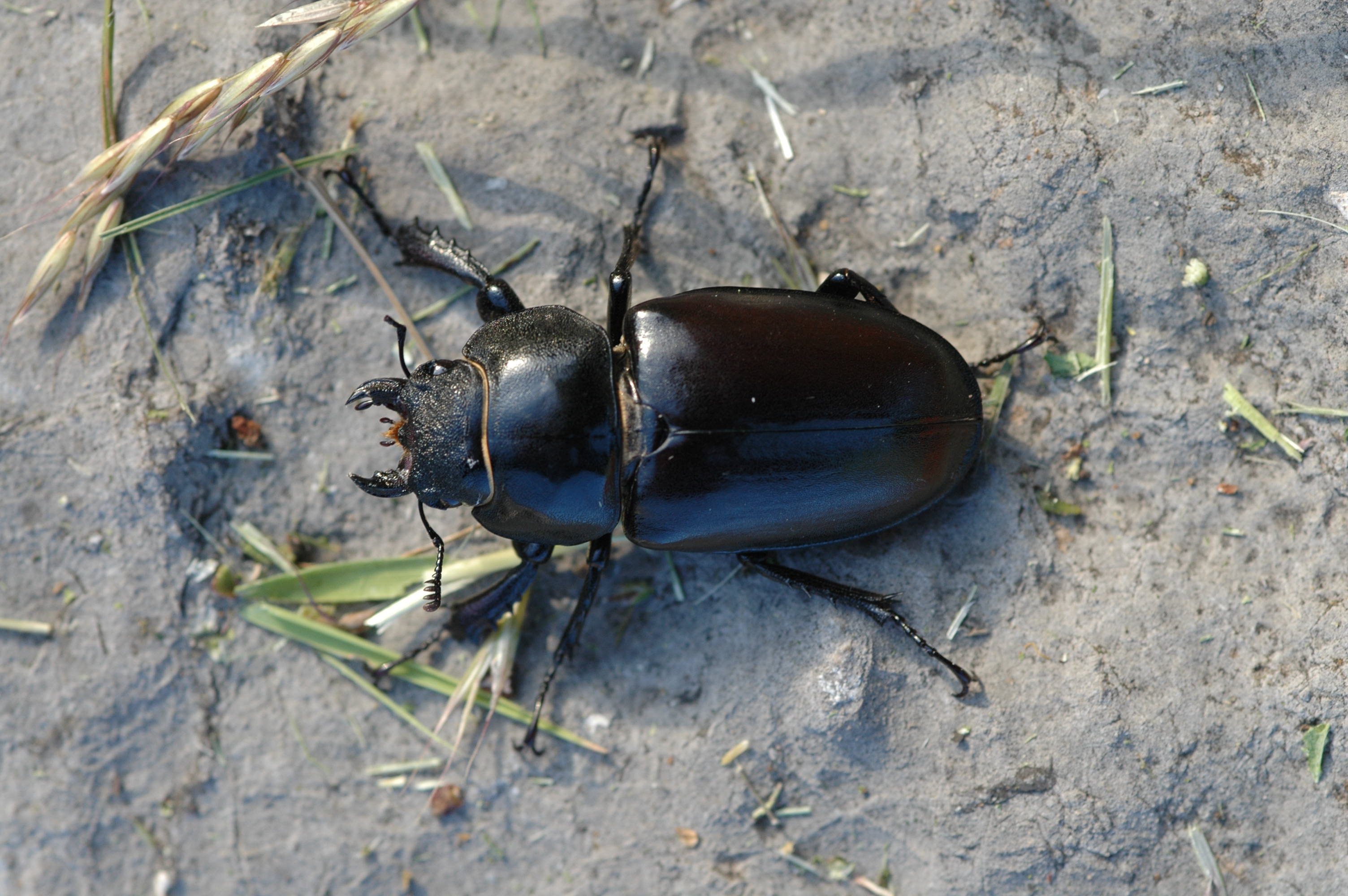 Građanska znanost - jelenak! - Novost - Natura Histrica - Natura ...